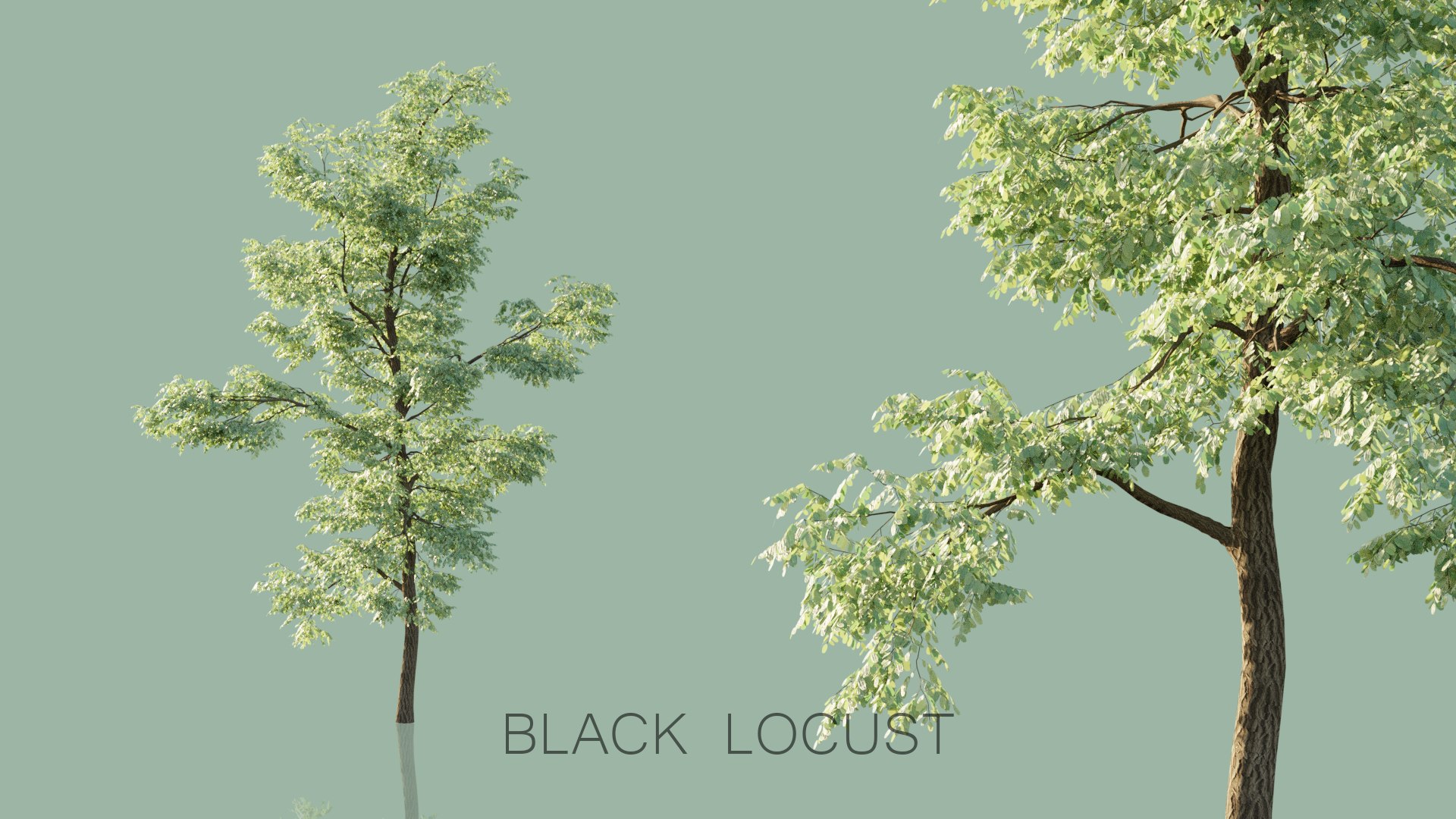 Black Locust Tree 3D Model - TurboSquid 1569971