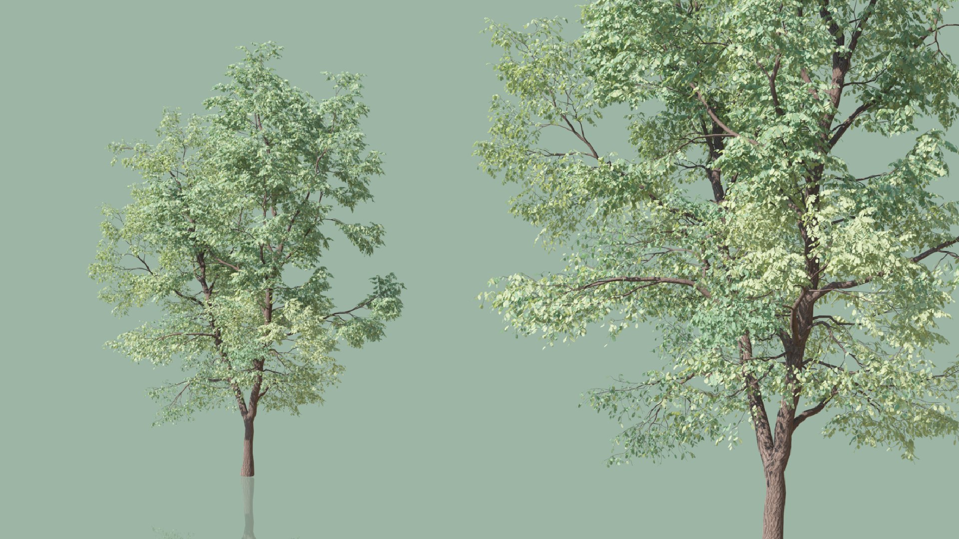 Black Locust Tree 3D Model - TurboSquid 1569971