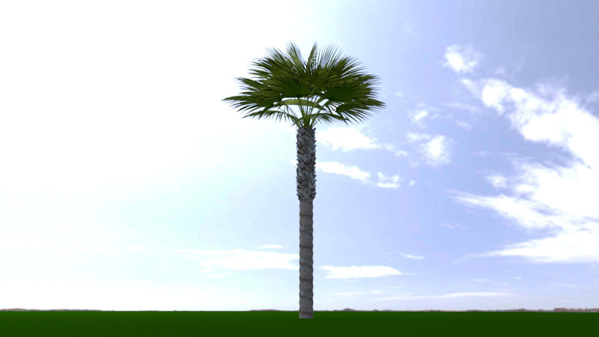 Tall Desert Palm Tree 3d Obj