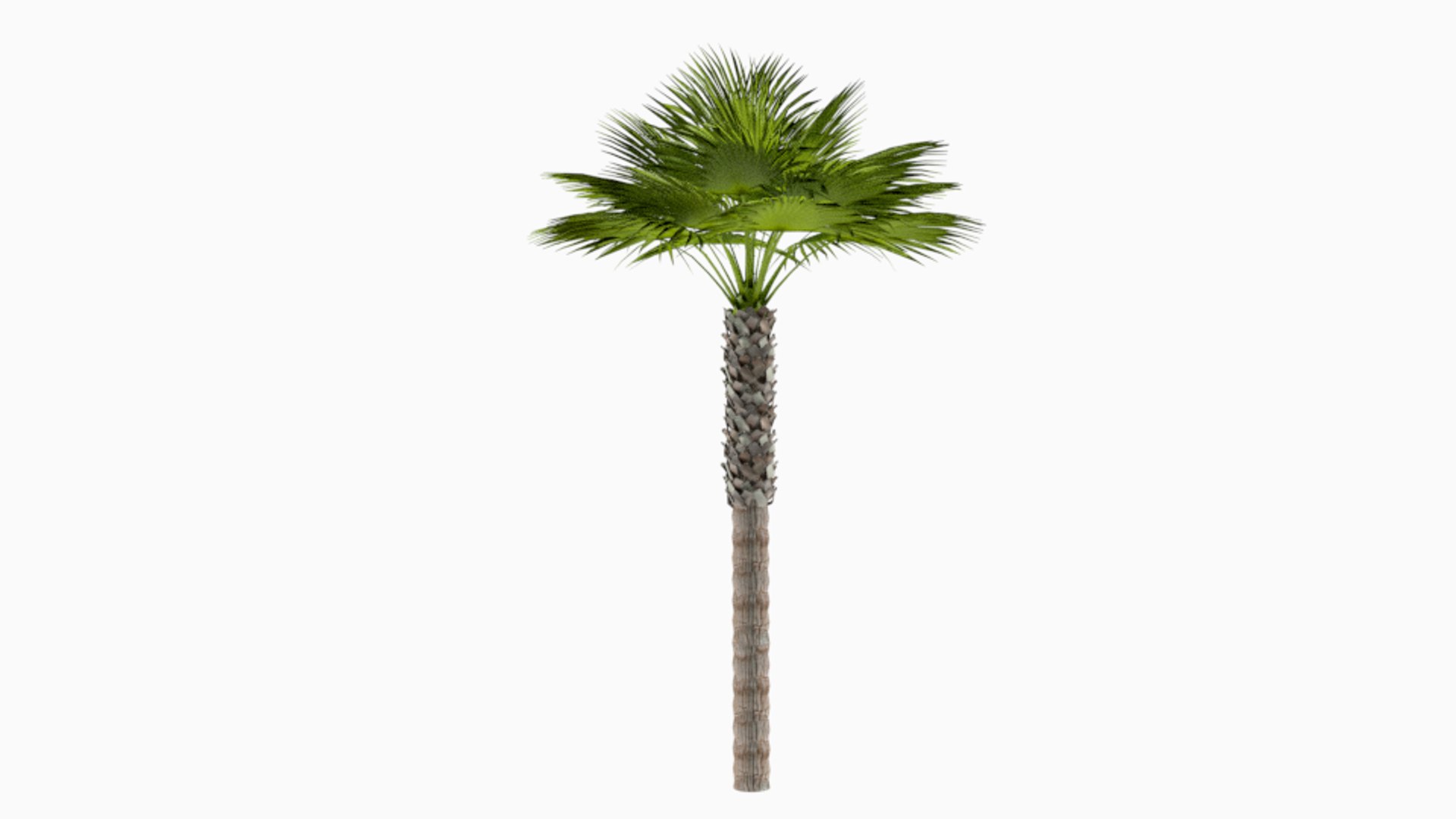Tall Desert Palm Tree 3d Obj