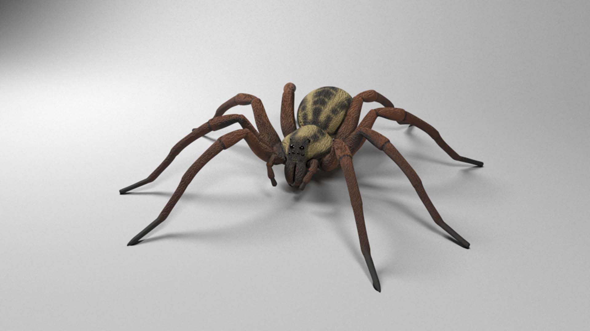 3D Model Animated Wolf Spider - TurboSquid 2103570