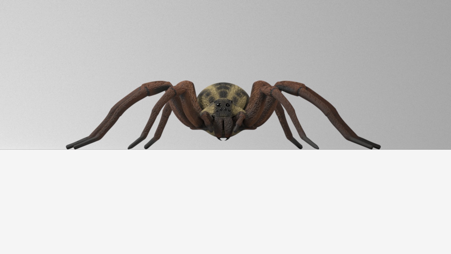3D Model Animated Wolf Spider - TurboSquid 2103570