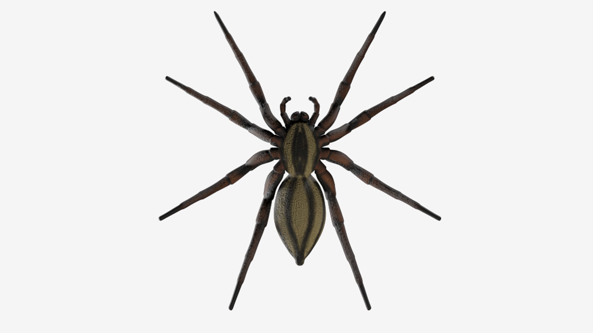 3D Model Animated Wolf Spider - TurboSquid 2103570