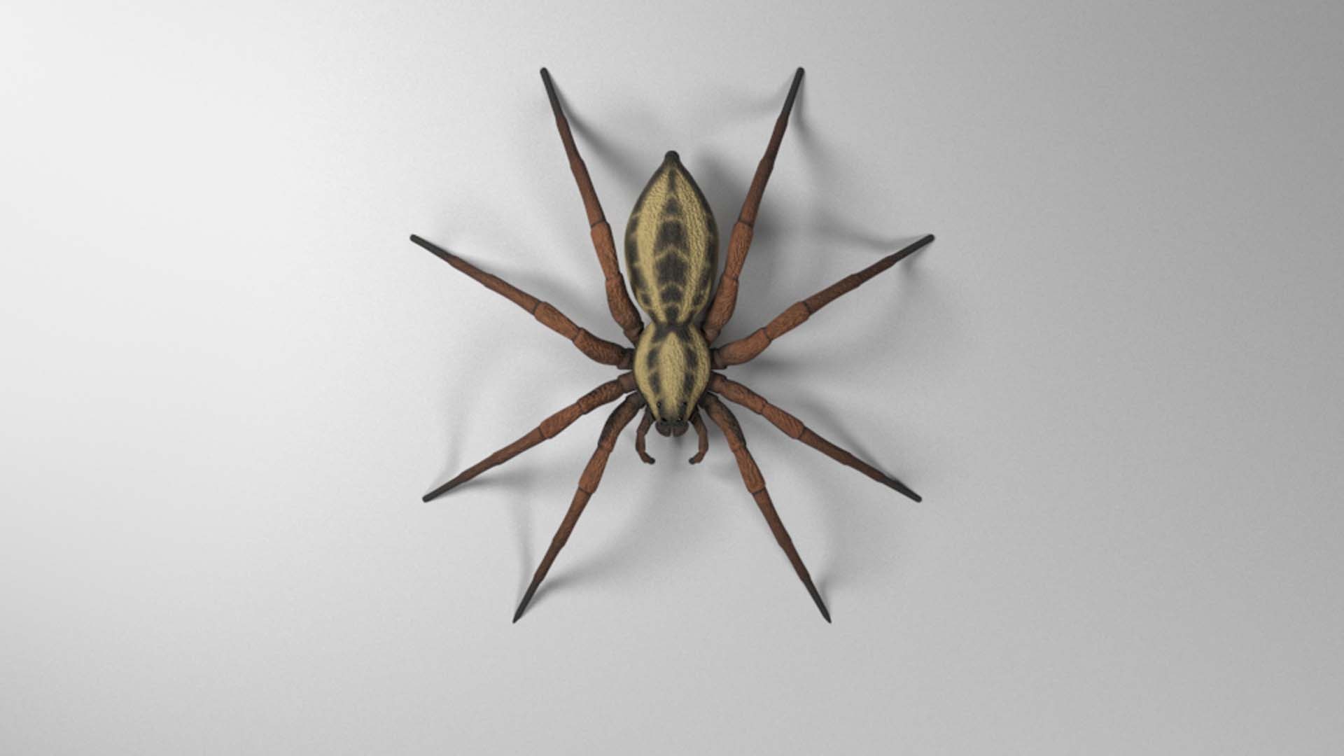 3D Model Animated Wolf Spider - TurboSquid 2103570