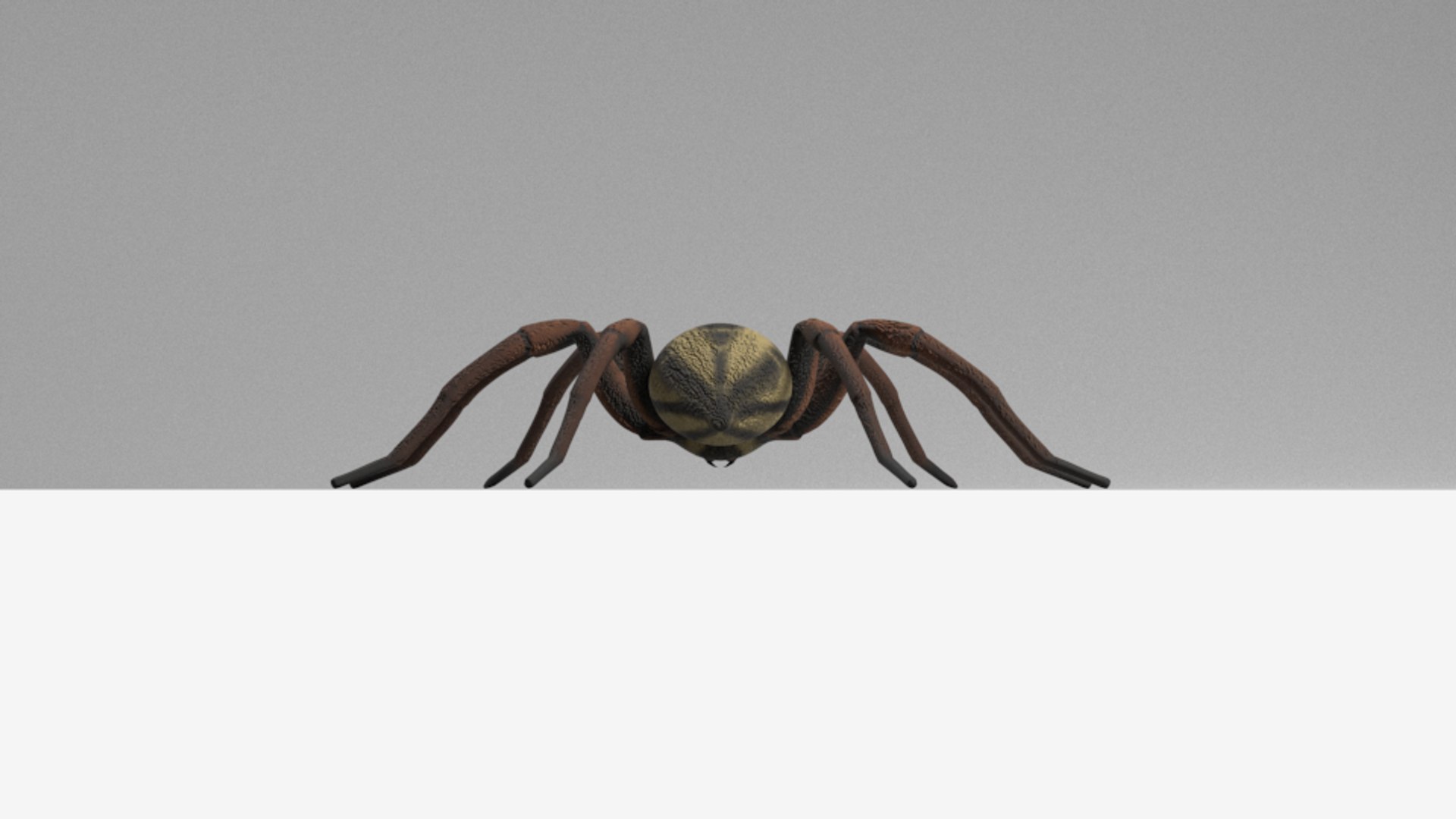 3D Model Animated Wolf Spider - TurboSquid 2103570