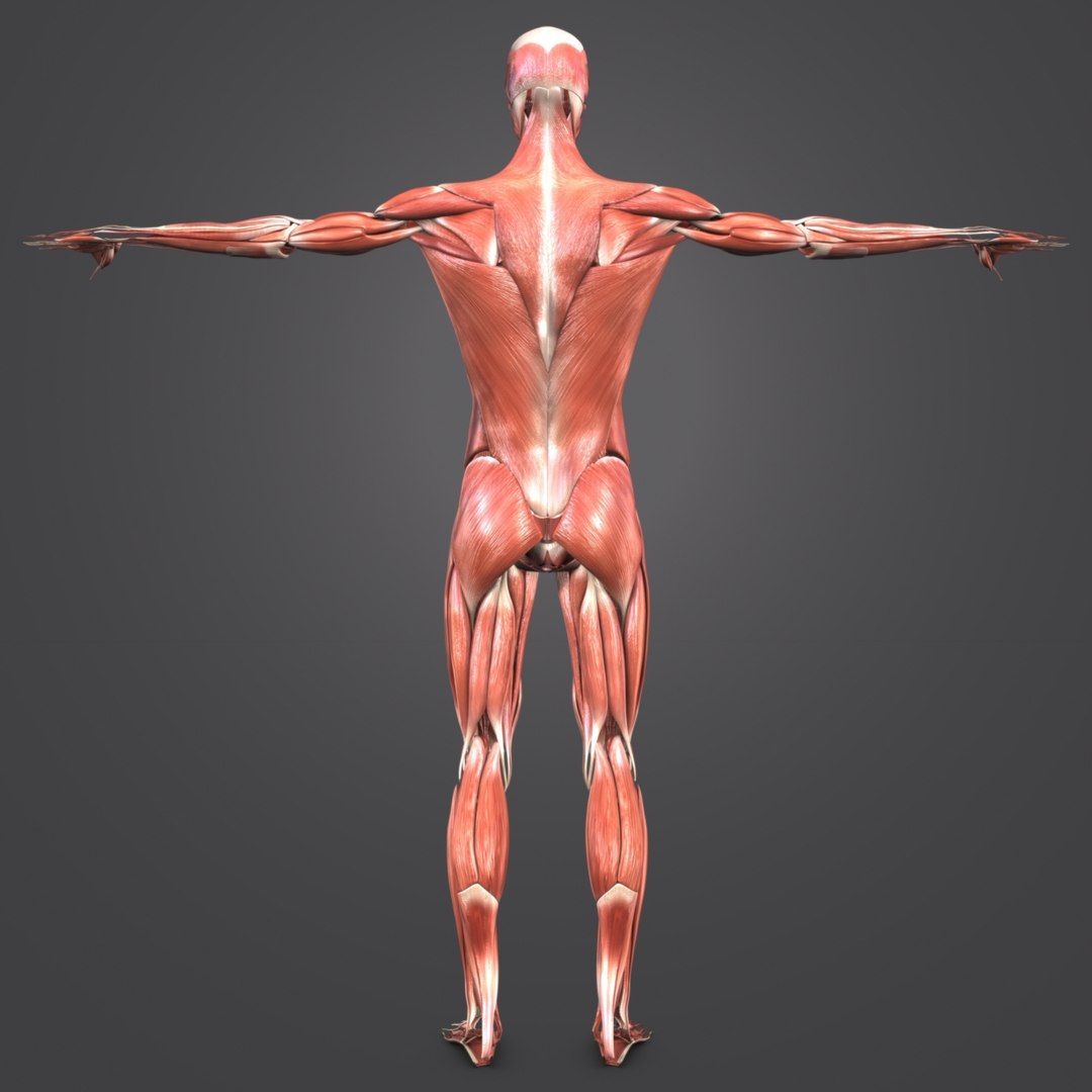 Muscular human body muscles 3D model - TurboSquid 1268827