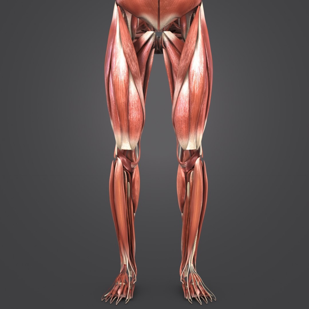 Muscular human body muscles 3D model - TurboSquid 1268827