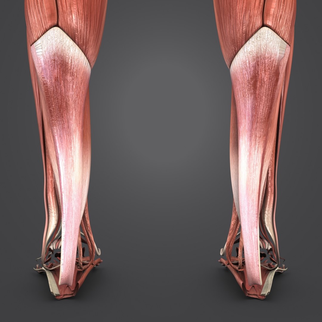 Muscular human body muscles 3D model - TurboSquid 1268827