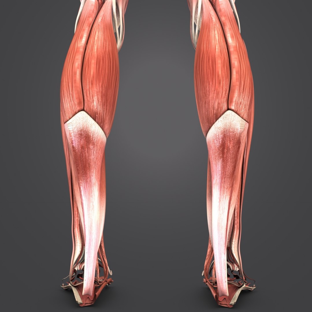 Muscular human body muscles 3D model - TurboSquid 1268827