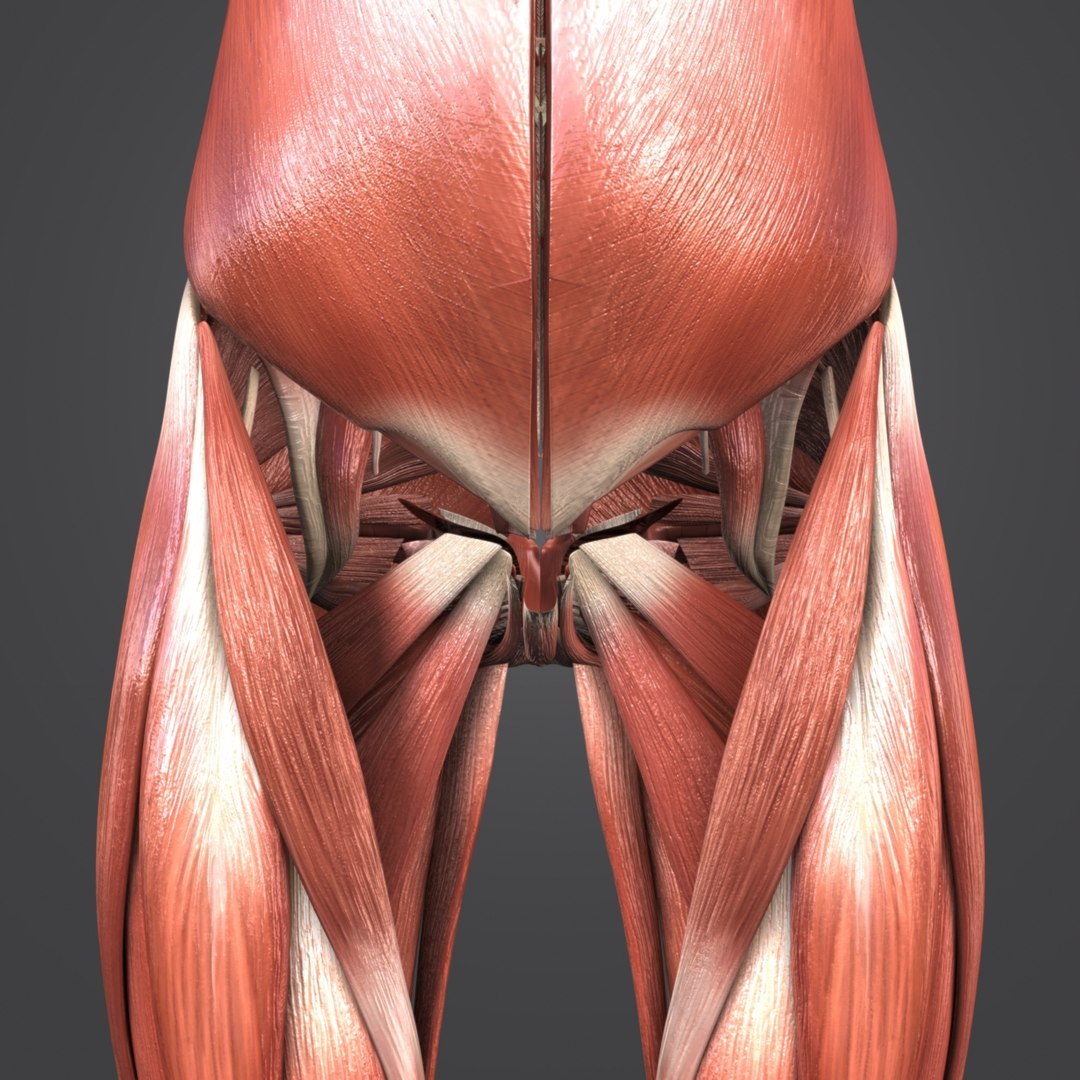 Muscular human body muscles 3D model - TurboSquid 1268827