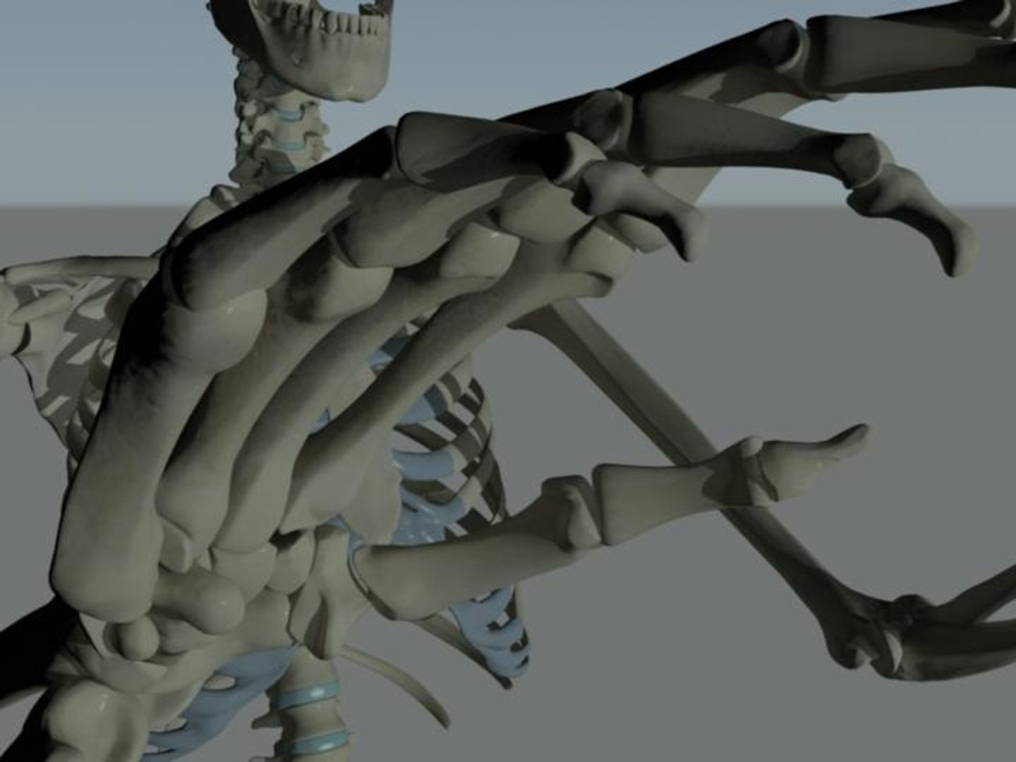 skeleton rigged 3d model