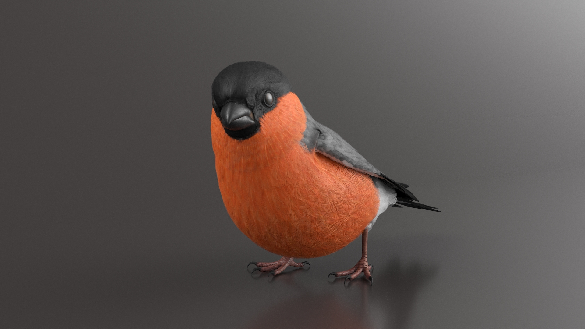 Bullfinch Male Bird Flying Animated Rigged For Maya Model - TurboSquid ...