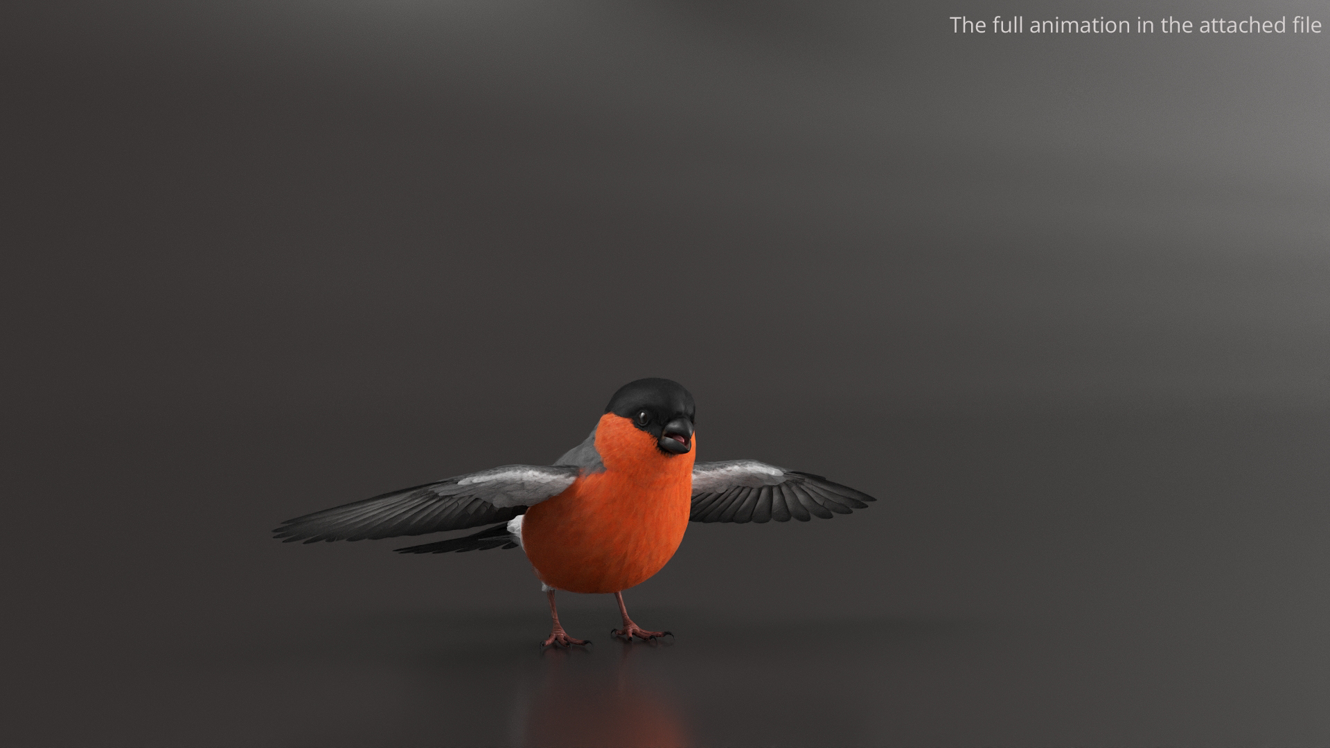 Bullfinch Male Bird Flying Animated Rigged For Maya Model - TurboSquid ...