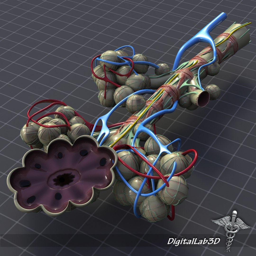 Bronchial Anatomy Bronchi C4d