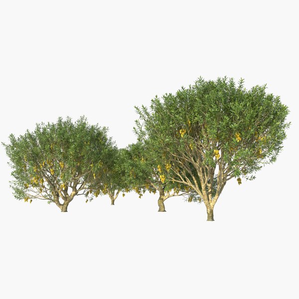 Free 3D Mango-Tree Models | TurboSquid