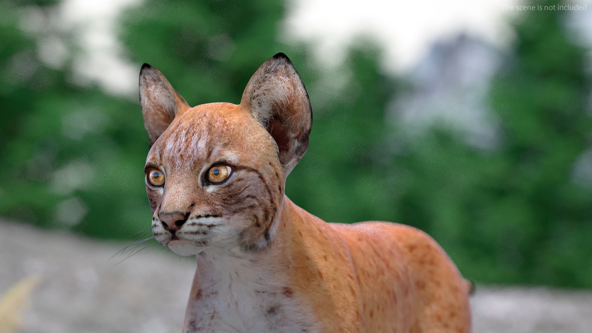 3D Model Lynx Cub Rigged For Maya - TurboSquid 2381273