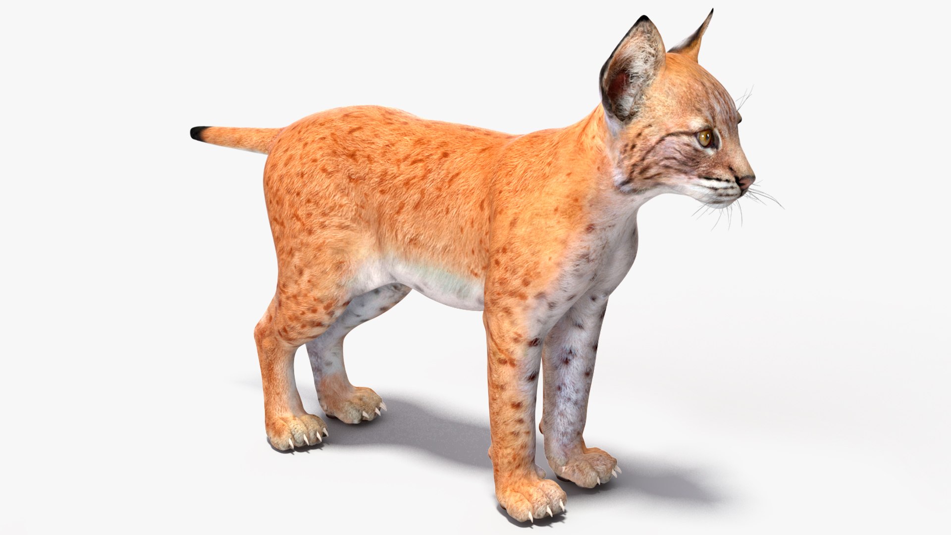 3D Model Lynx Cub Rigged For Maya - TurboSquid 2381273