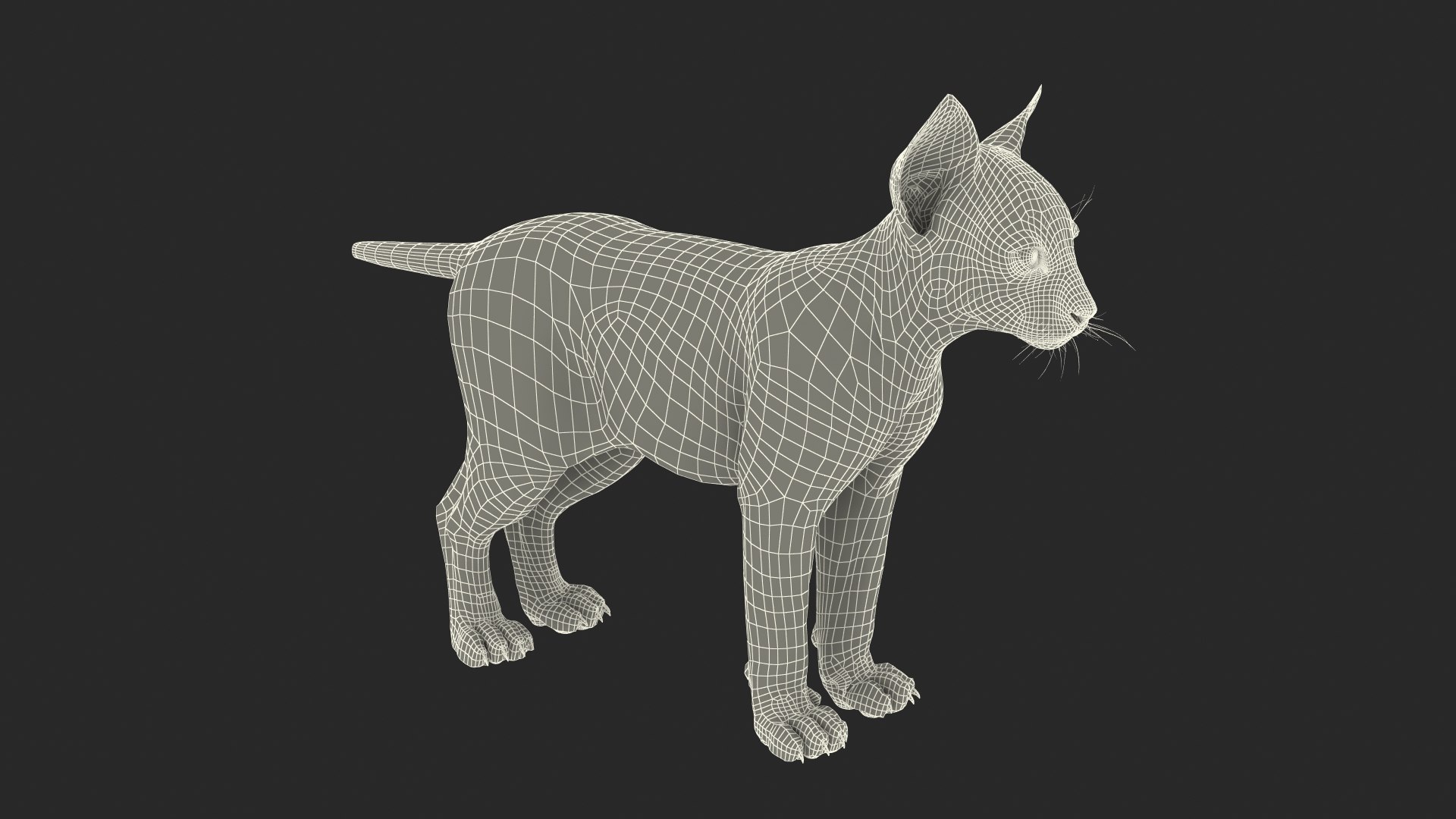 3D Model Lynx Cub Rigged For Maya - TurboSquid 2381273