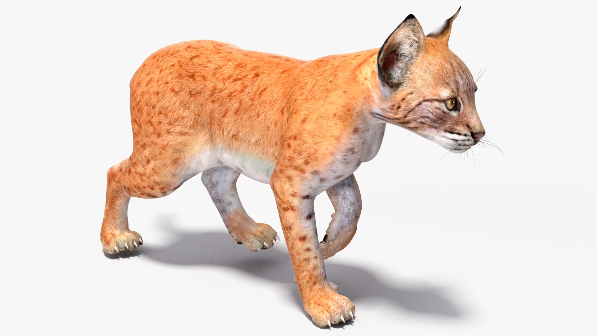 3D Model Lynx Cub Rigged For Maya - TurboSquid 2381273