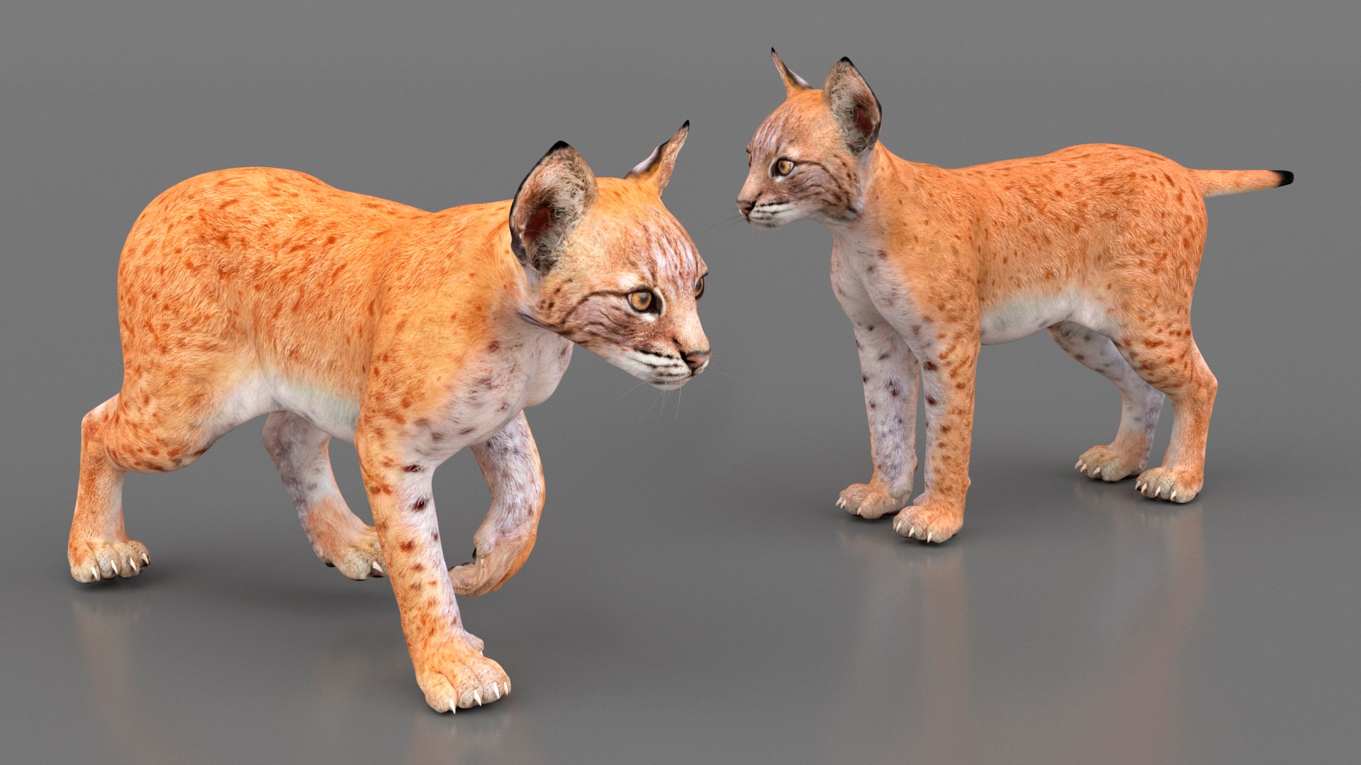 3D Model Lynx Cub Rigged For Maya - TurboSquid 2381273