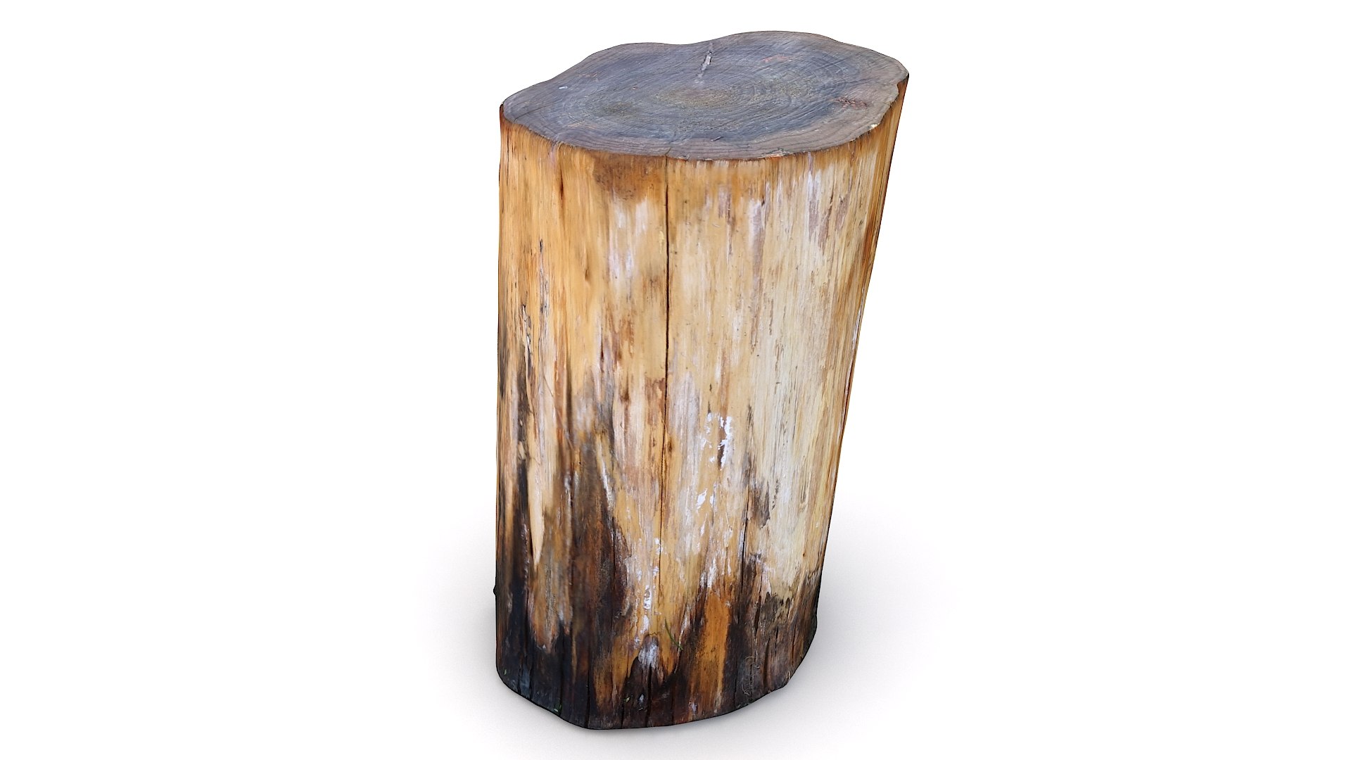 3D wet tree trunk stump model - TurboSquid 1468884