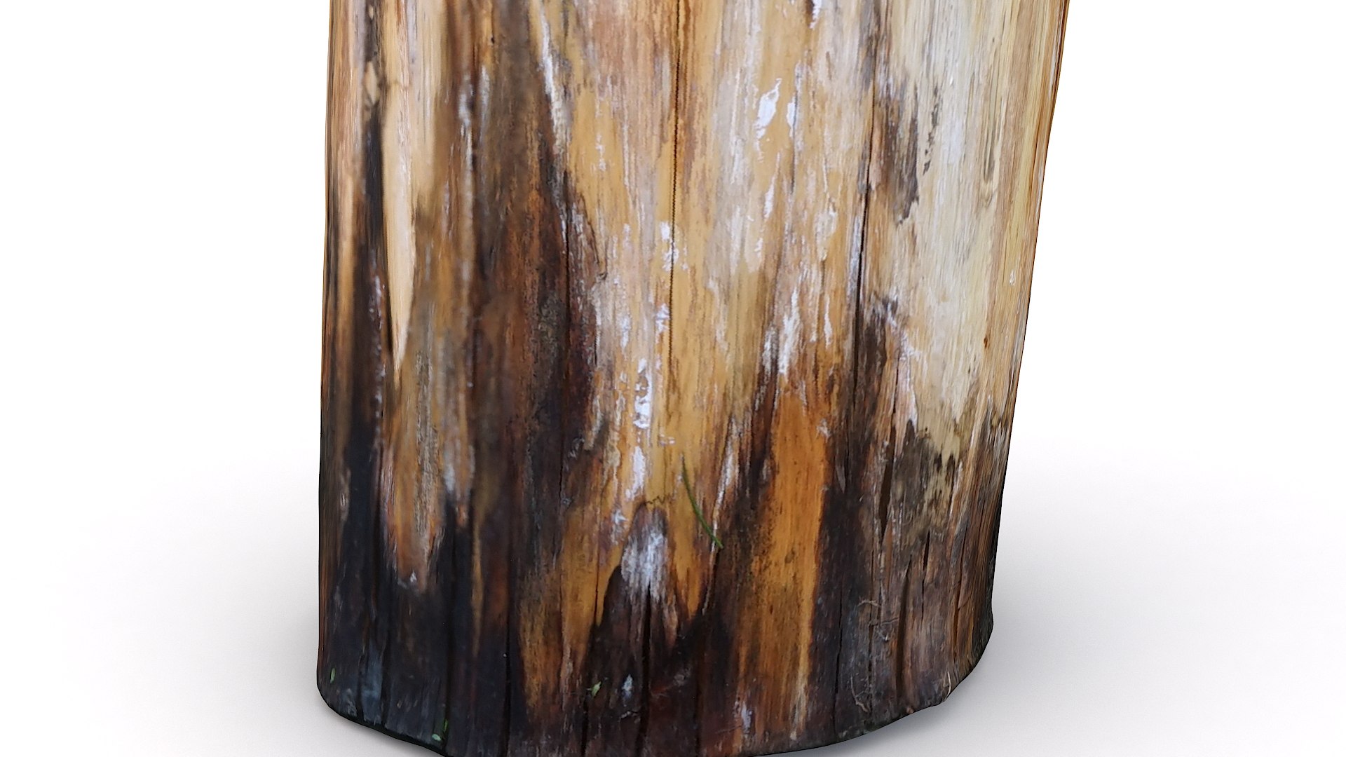 3D wet tree trunk stump model - TurboSquid 1468884