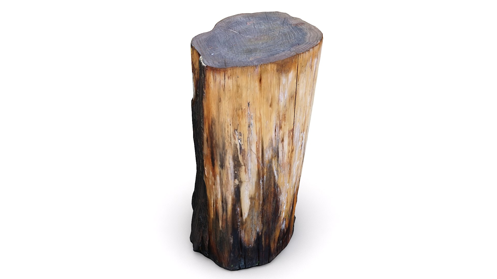 3D wet tree trunk stump model - TurboSquid 1468884