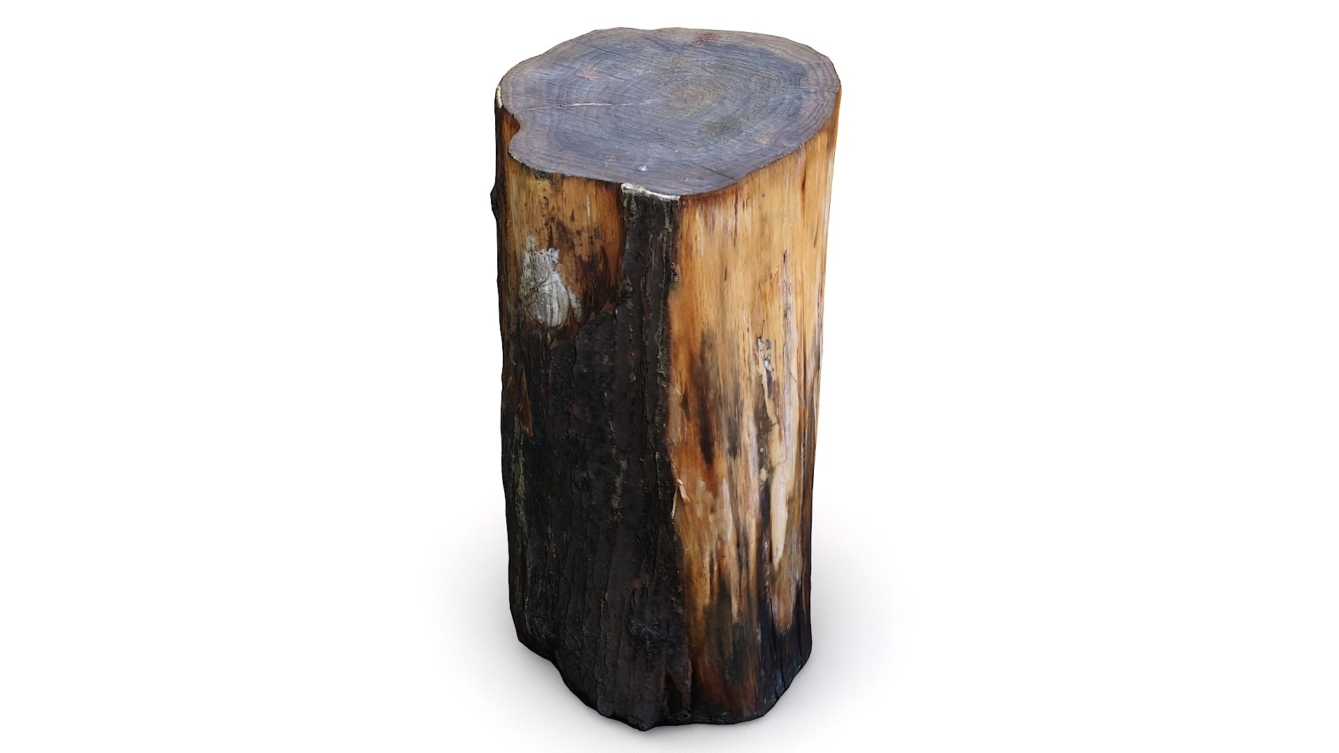 3D wet tree trunk stump model - TurboSquid 1468884