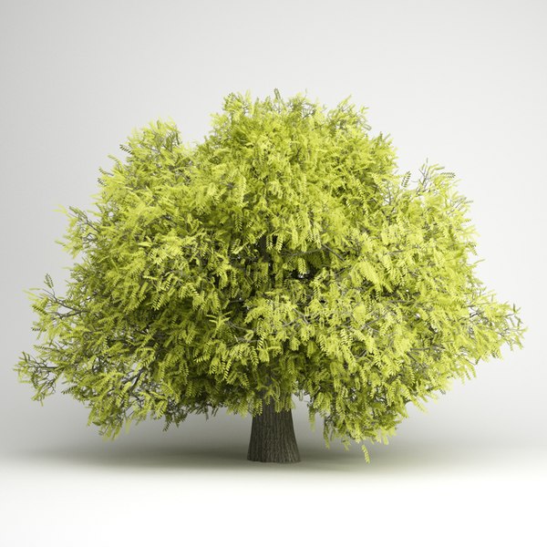 Honey Locust Tree 3D Models for Download | TurboSquid