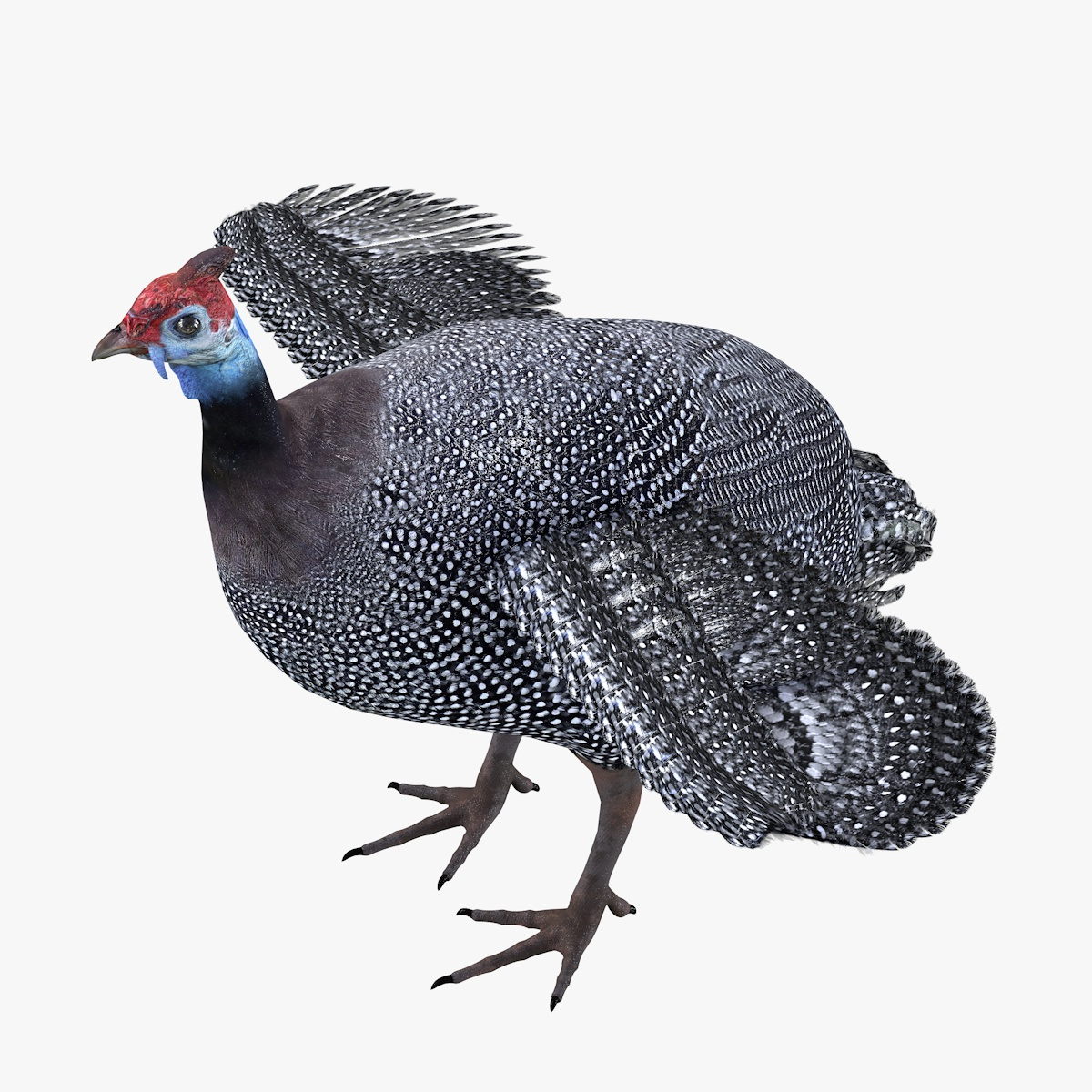 modelo 3d Colección Mega Birds - TurboSquid 1536984