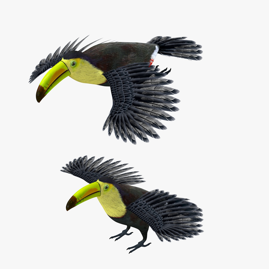 modelo 3d Colección Mega Birds - TurboSquid 1536984