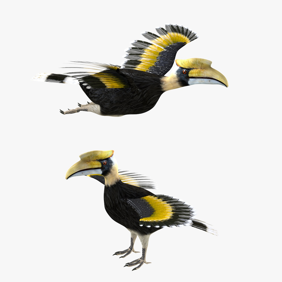 modelo 3d Colección Mega Birds - TurboSquid 1536984