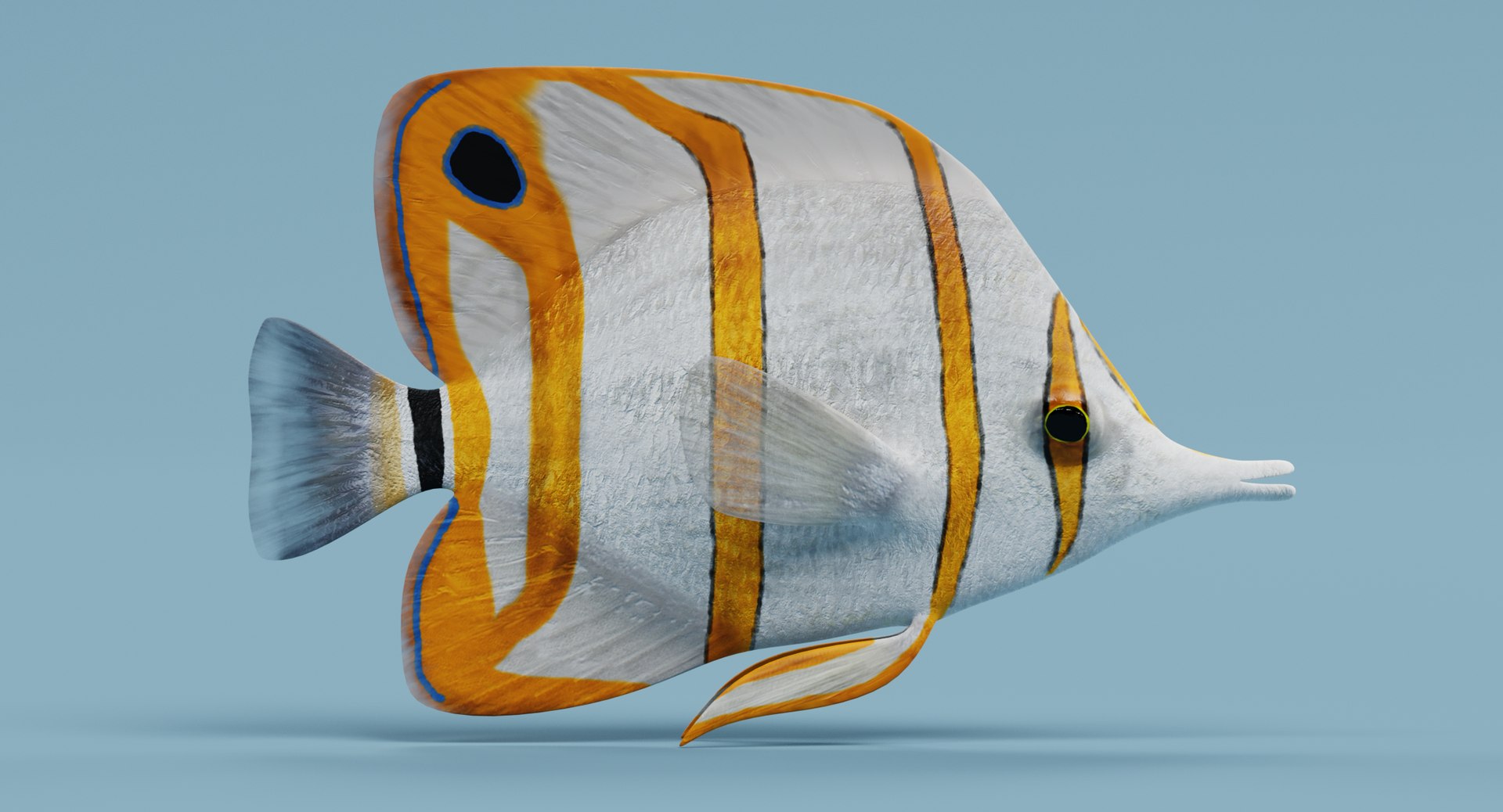 3D Copperband Butterflyfish Model - TurboSquid 1248100