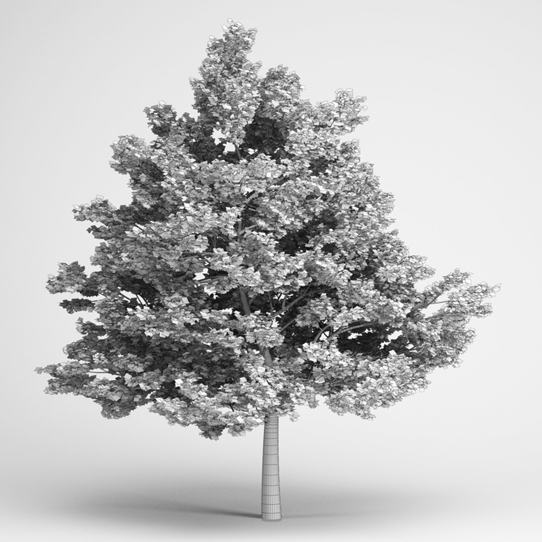 c4d field maple 01