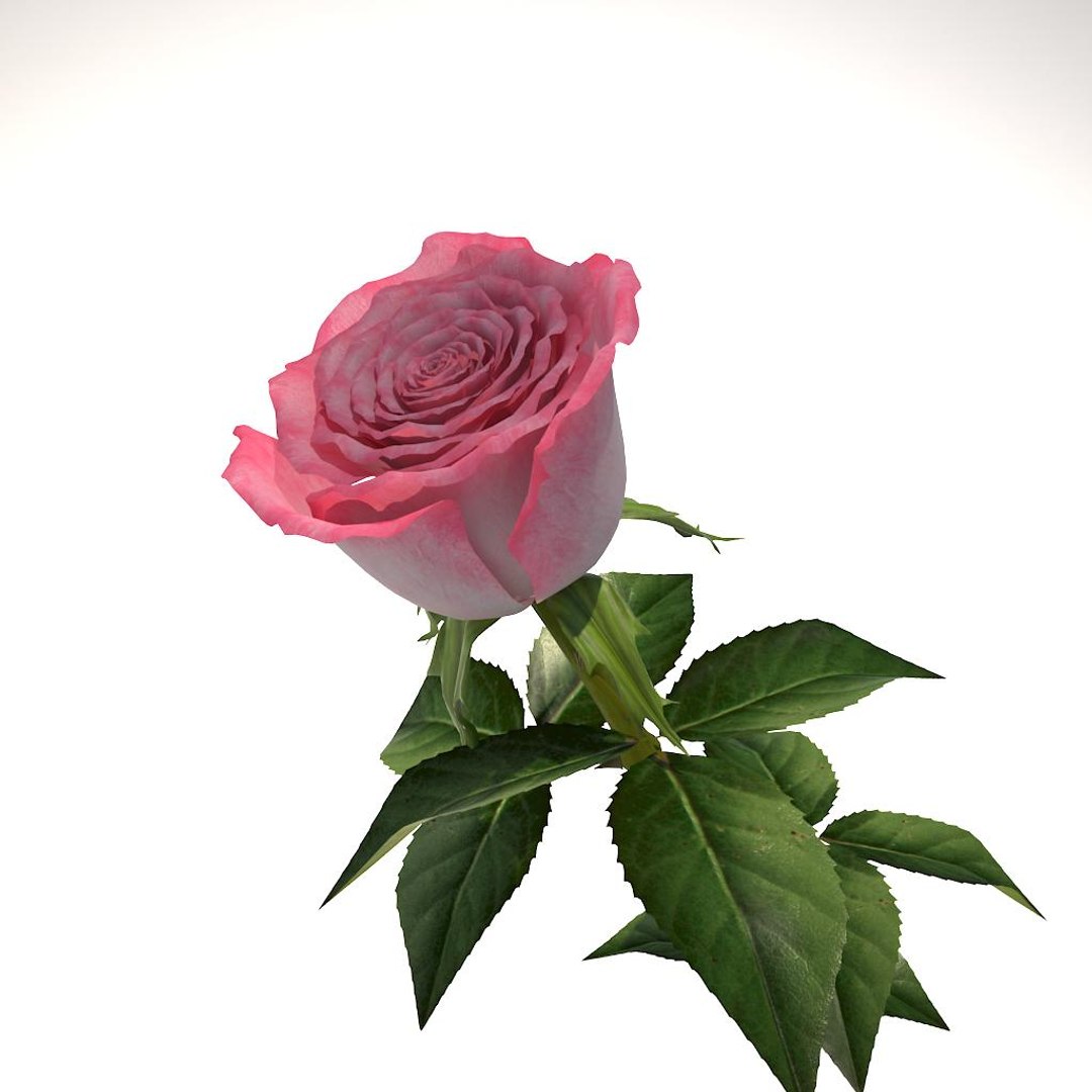 3d Rose V4 Model