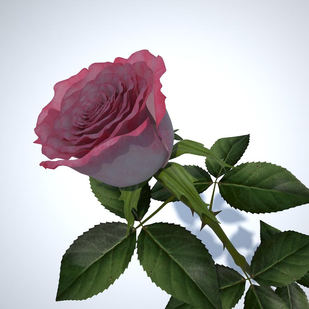 3d Rose V4 Model