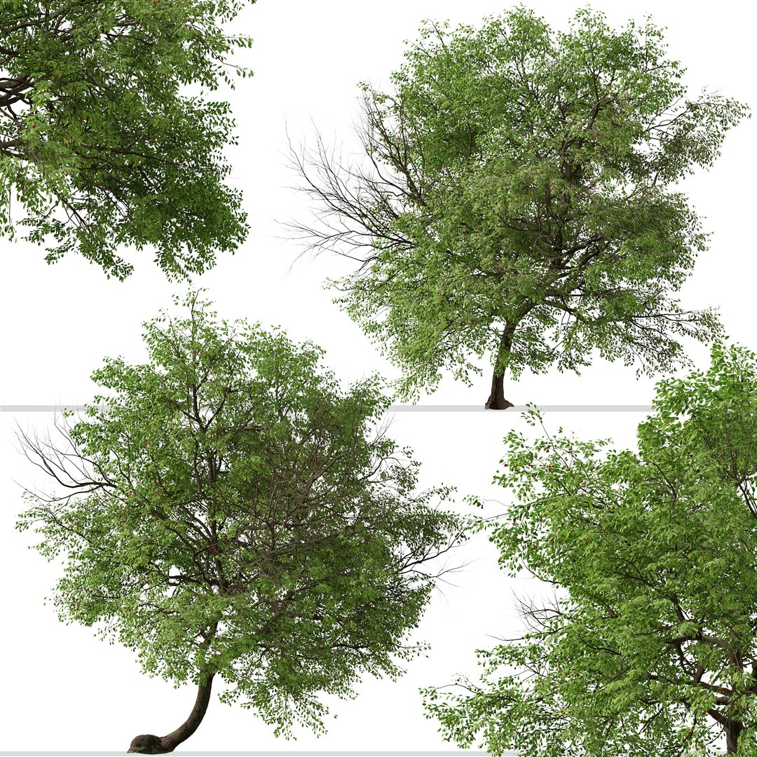 Set Of Prunus Avium Or Sweet Cherry Tree - 2 Trees 3D Model ...