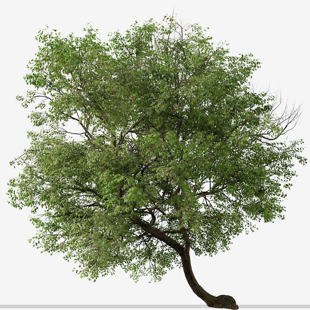 Set Of Prunus Avium Or Sweet Cherry Tree - 2 Trees 3D Model ...