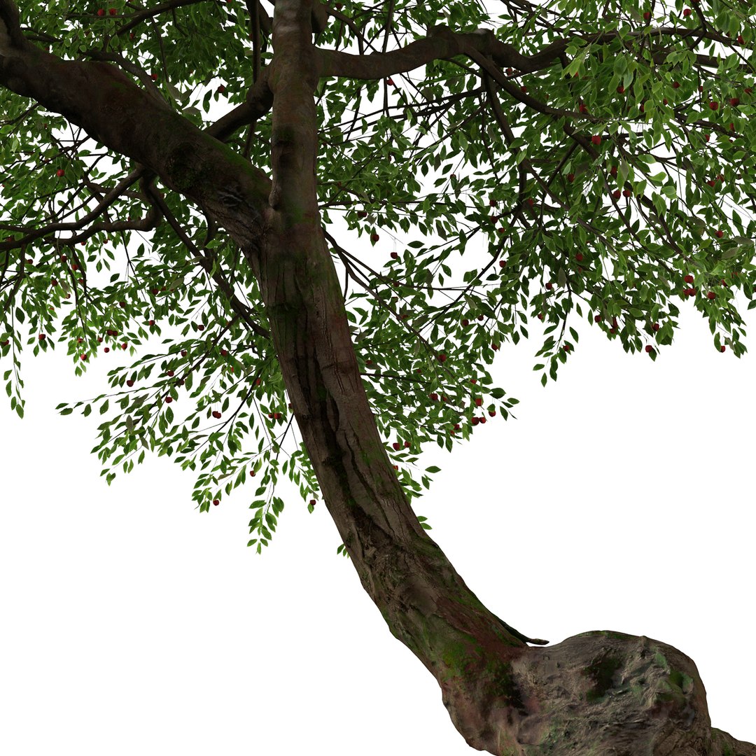 Set Of Prunus Avium Or Sweet Cherry Tree - 2 Trees 3D Model ...