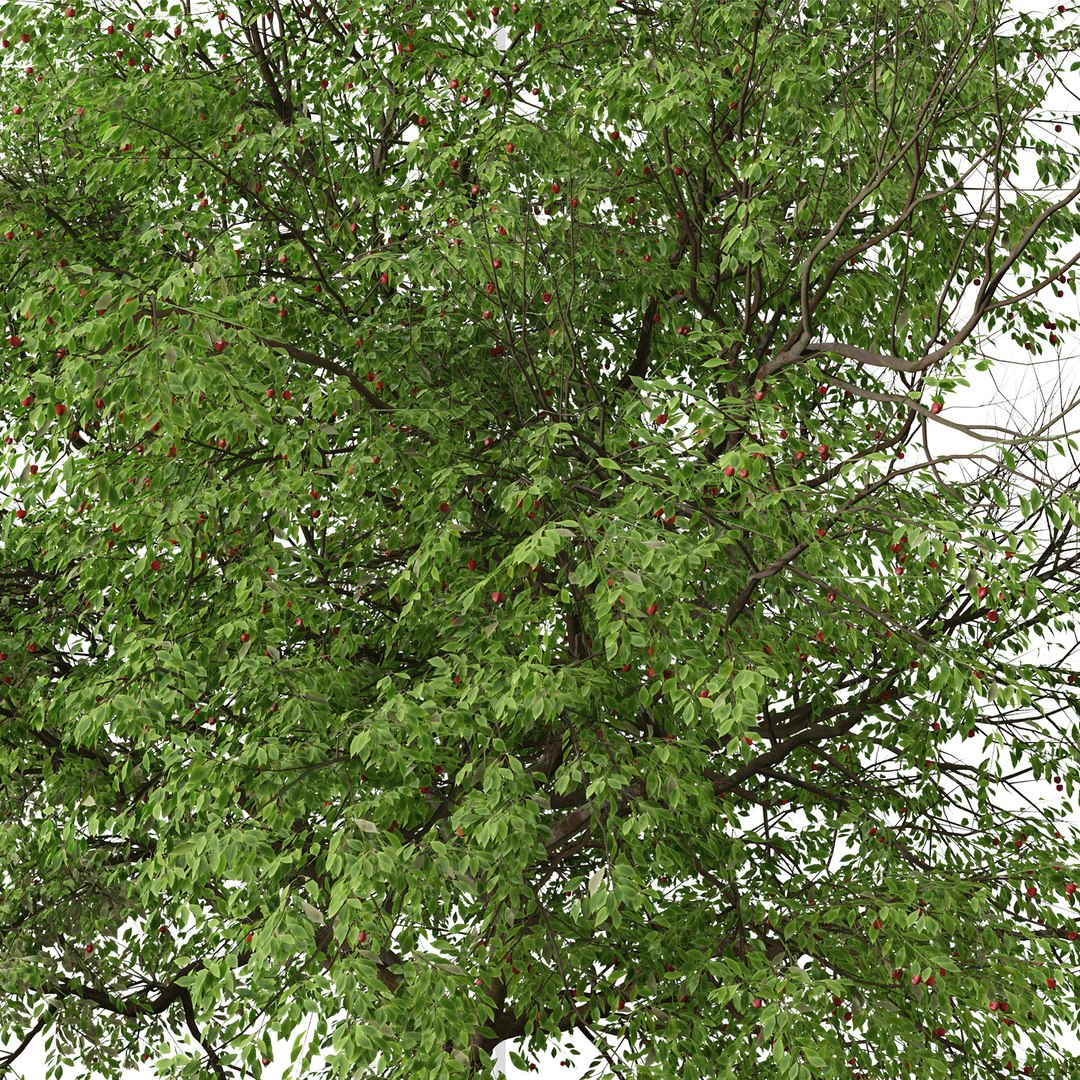 Set Of Prunus Avium Or Sweet Cherry Tree - 2 Trees 3D Model ...