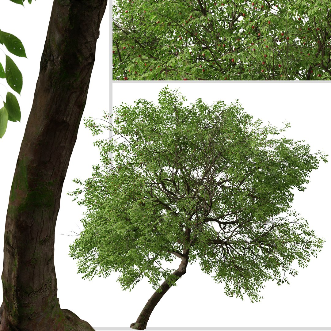 Set Of Prunus Avium Or Sweet Cherry Tree - 2 Trees 3D Model ...