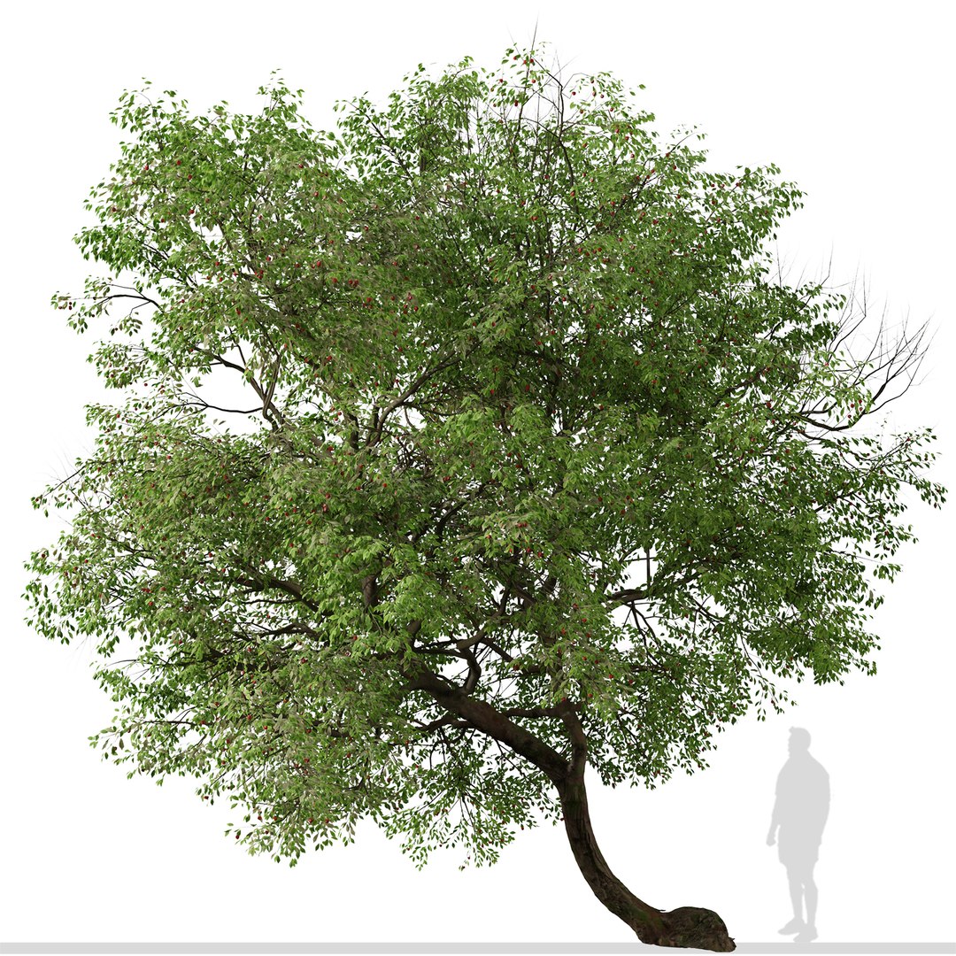 Set Of Prunus Avium Or Sweet Cherry Tree - 2 Trees 3D Model ...
