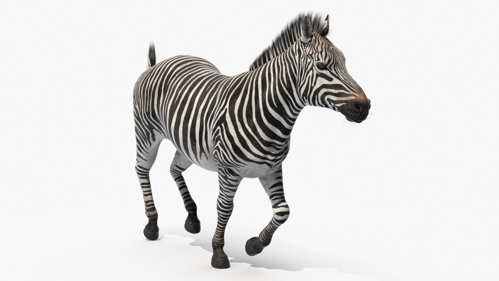 Striped Equine Running Fur 3D - TurboSquid 2366355