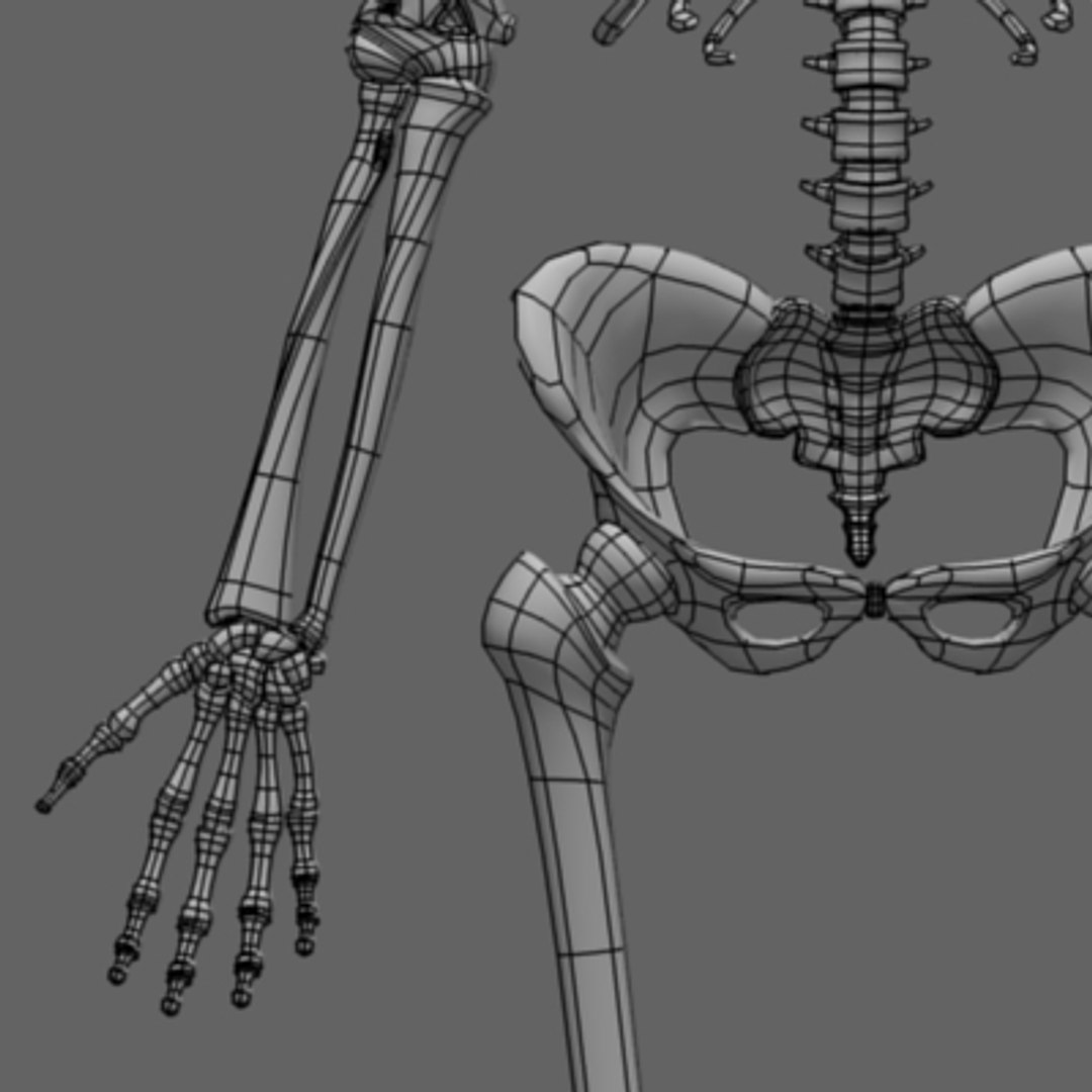 Female Skeleton 3d Model