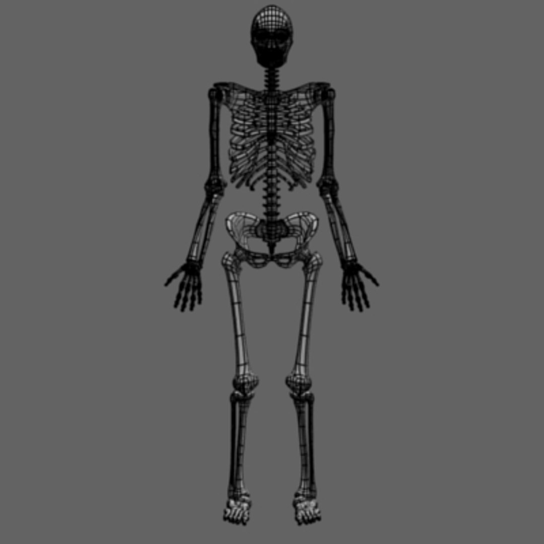 Female Skeleton 3d Model