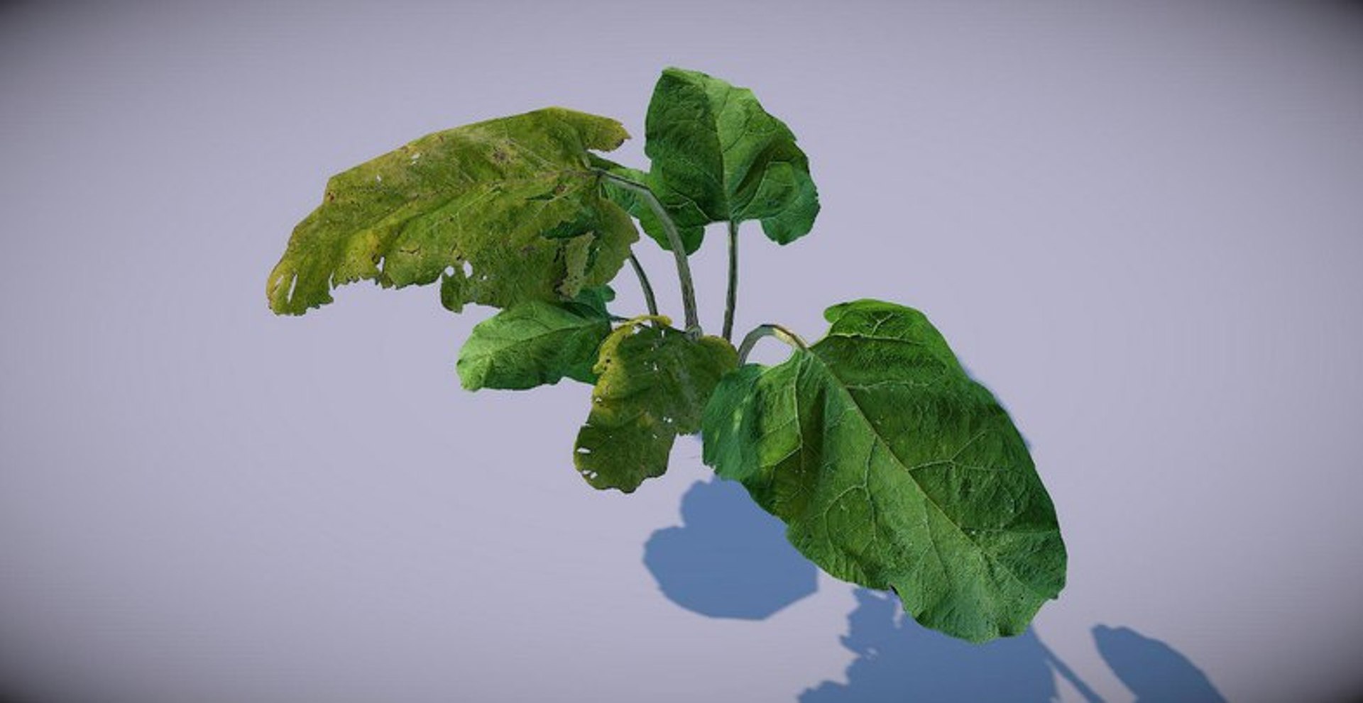 3d Model Vegetation Plant