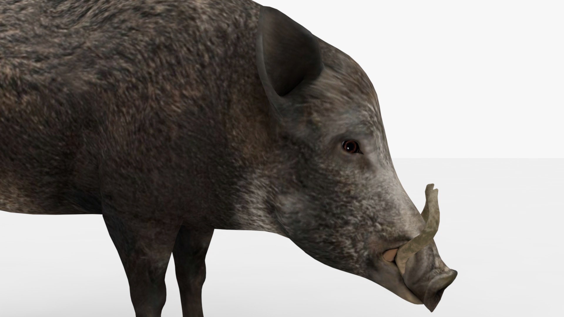 Boar Rigged And Animated 3D Model - TurboSquid 2348743