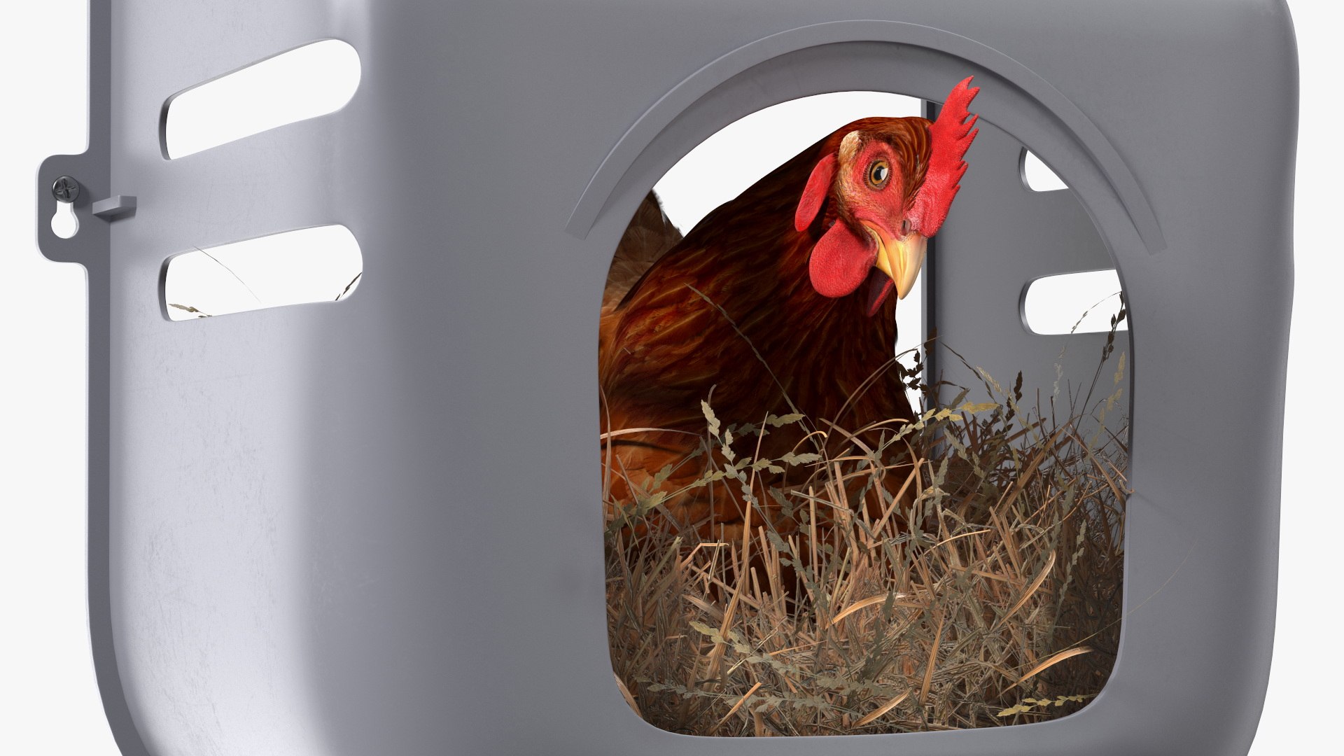 Chicken In Wall Mount Nesting Nest Box 3D Model - TurboSquid 2112263