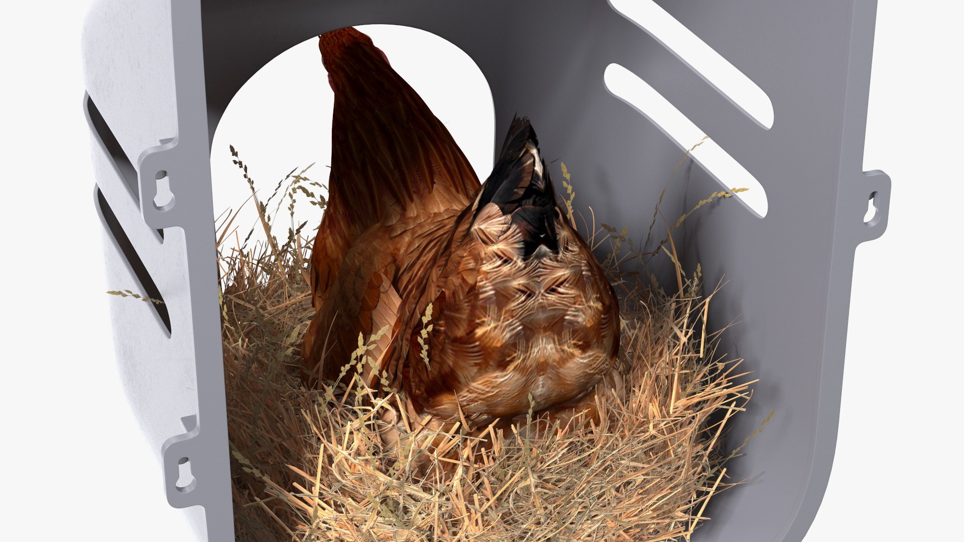 Chicken In Wall Mount Nesting Nest Box 3D Model - TurboSquid 2112263