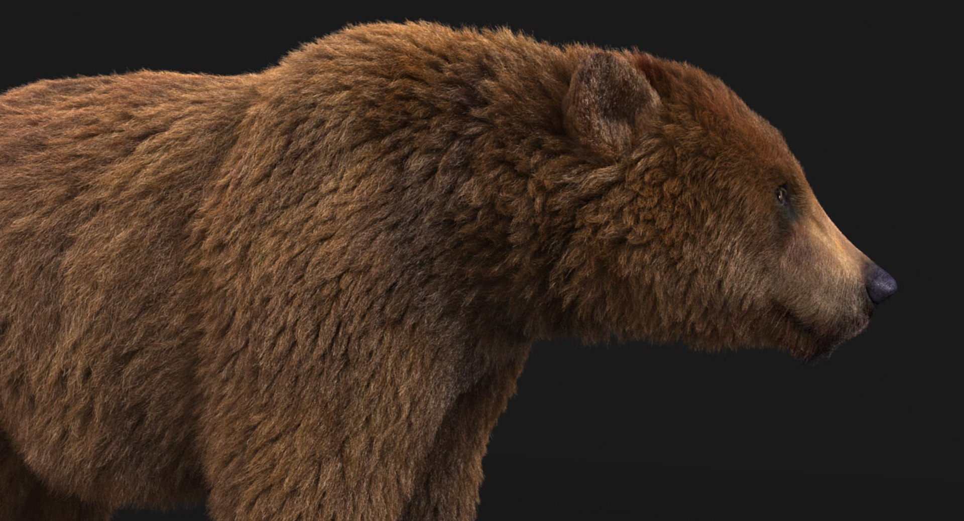 3D Model Bear Fur - TurboSquid 1227484